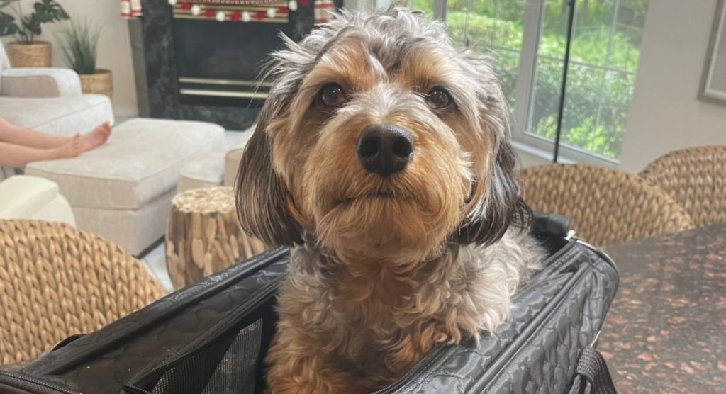 A First-Timer's Guide to Flying with a Carry-On Pet